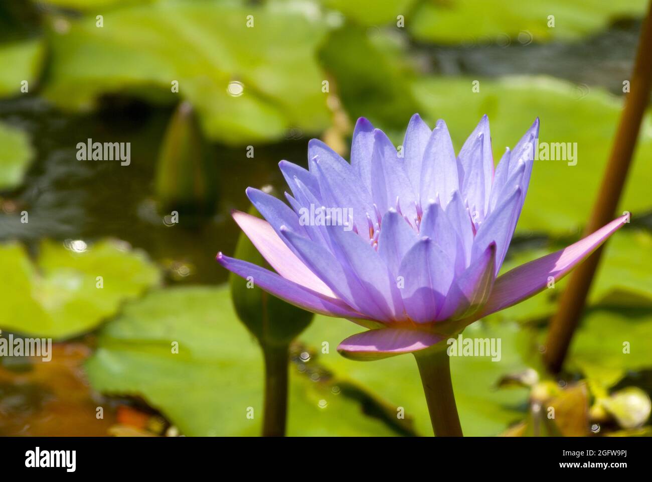 Eichhornia crassipes aquatic flower in Guatemala Stock Photo - Alamy