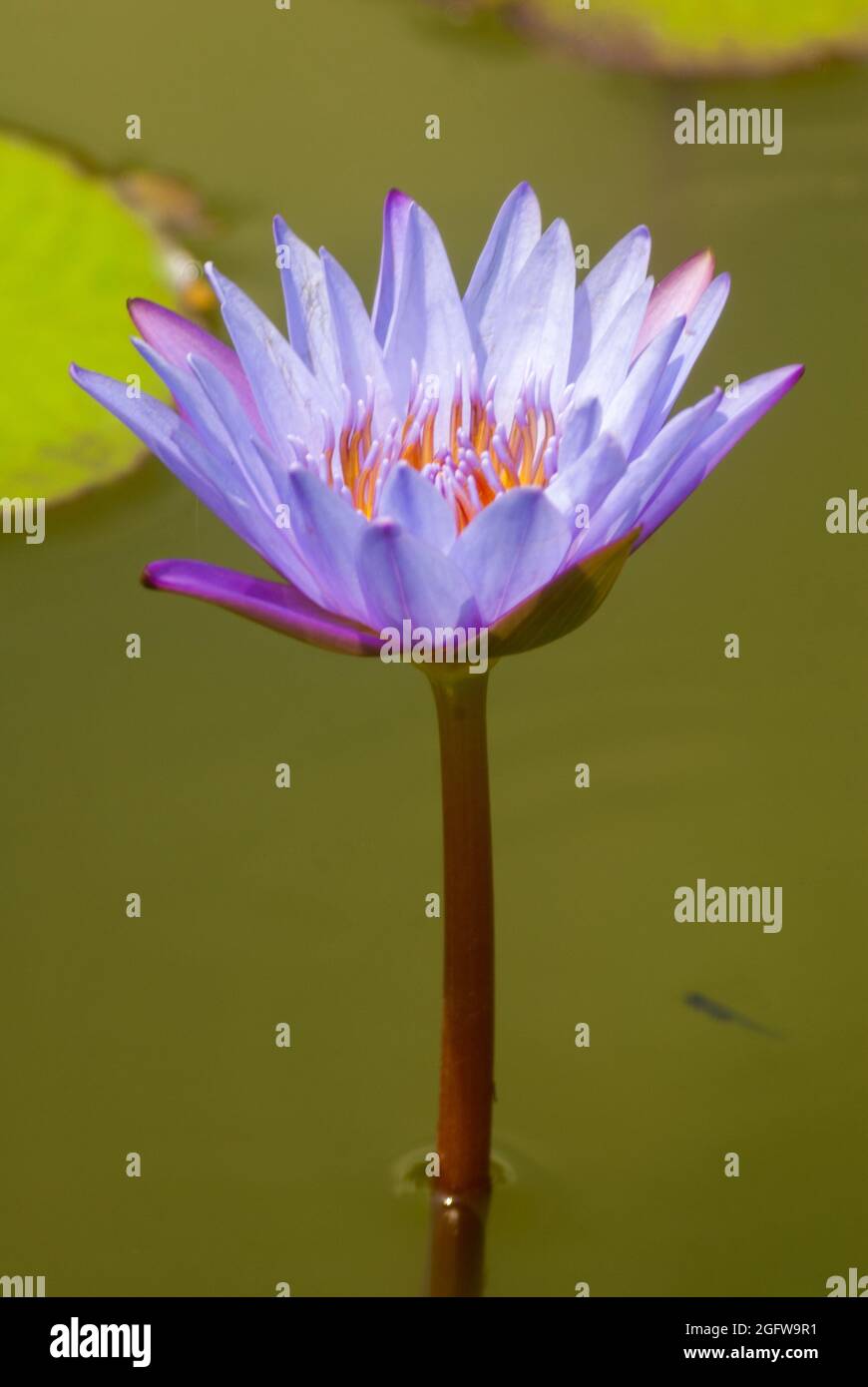 Eichhornia crassipes aquatic flower in Guatemala Stock Photo - Alamy
