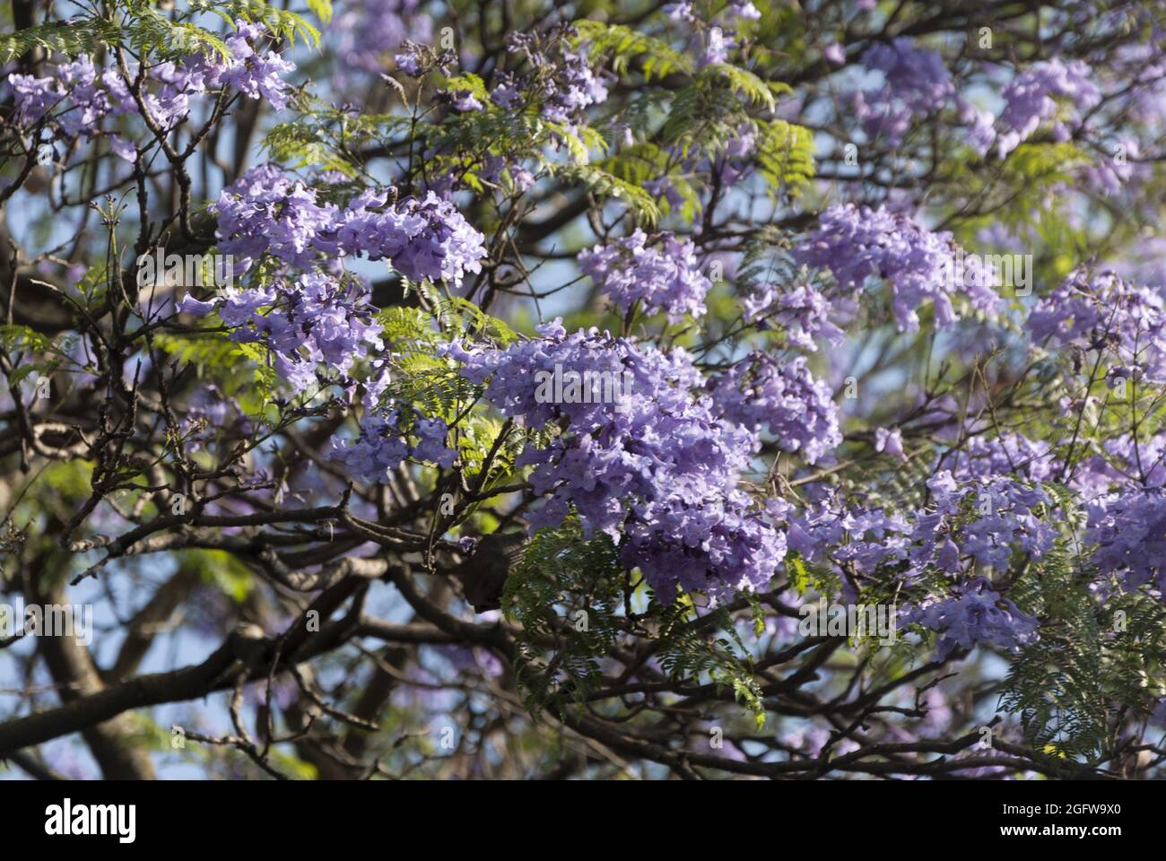 Flower Jacaranda in Guatemala, Jacaranda mimosifolia Stock Photo - Alamy