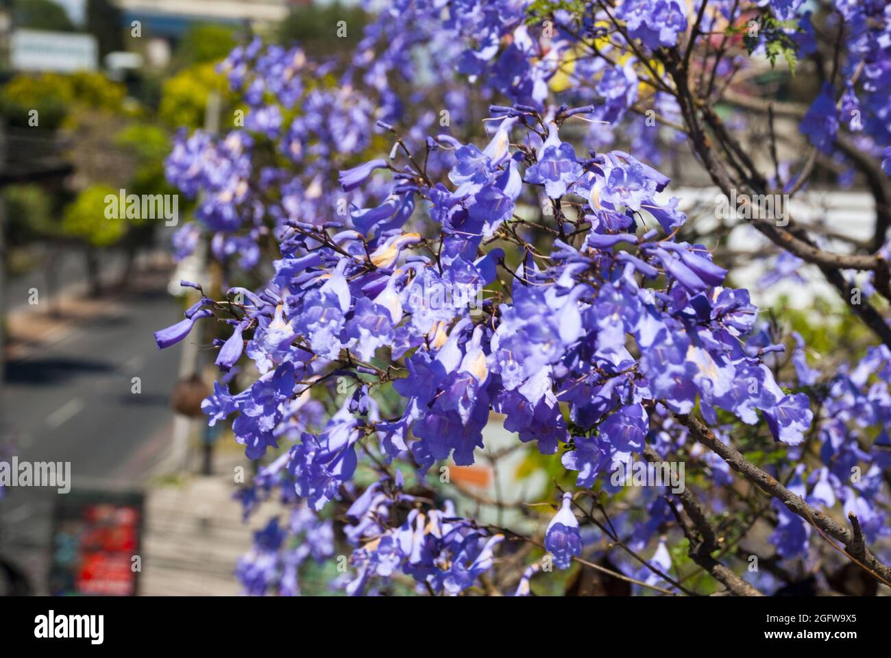 Flower Jacaranda in Guatemala, Jacaranda mimosifolia Stock Photo - Alamy