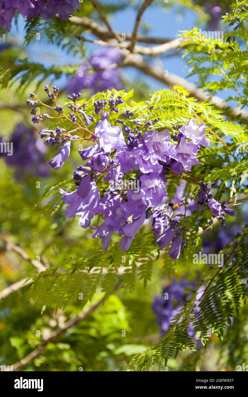 Flower Jacaranda in Guatemala, Jacaranda mimosifolia Stock Photo - Alamy