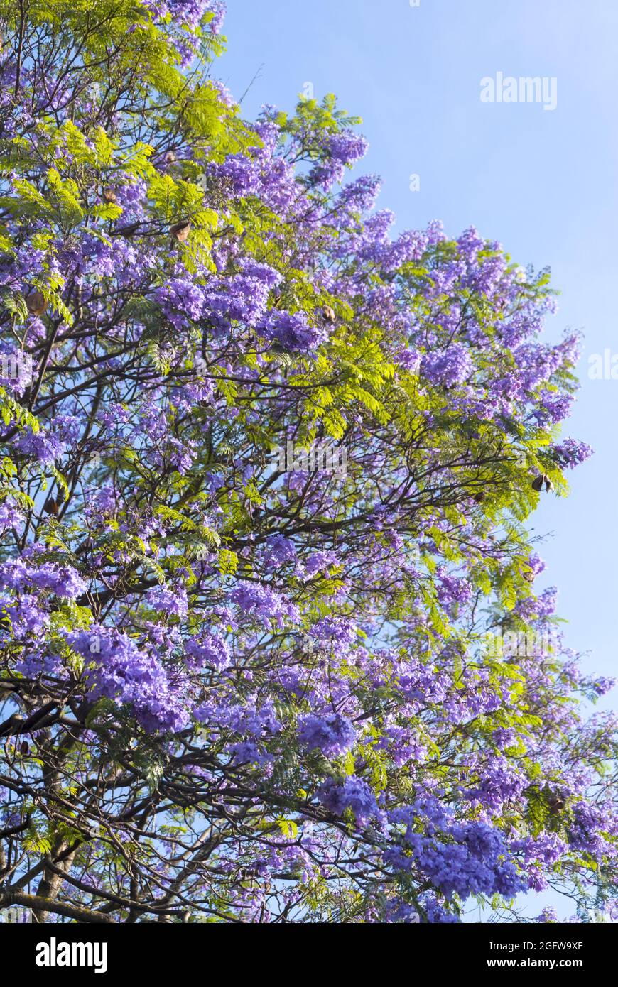 Flower Jacaranda in Guatemala, Jacaranda mimosifolia Stock Photo - Alamy