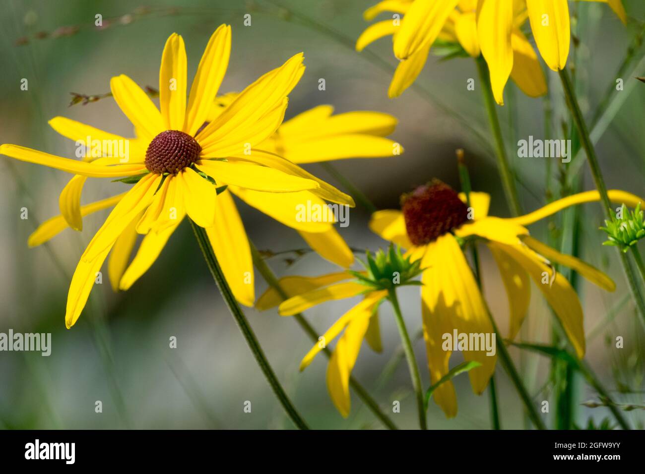 Sweet Coneflower Rudbeckia subtomentosa, Black-eyed Susan Stock Photo ...