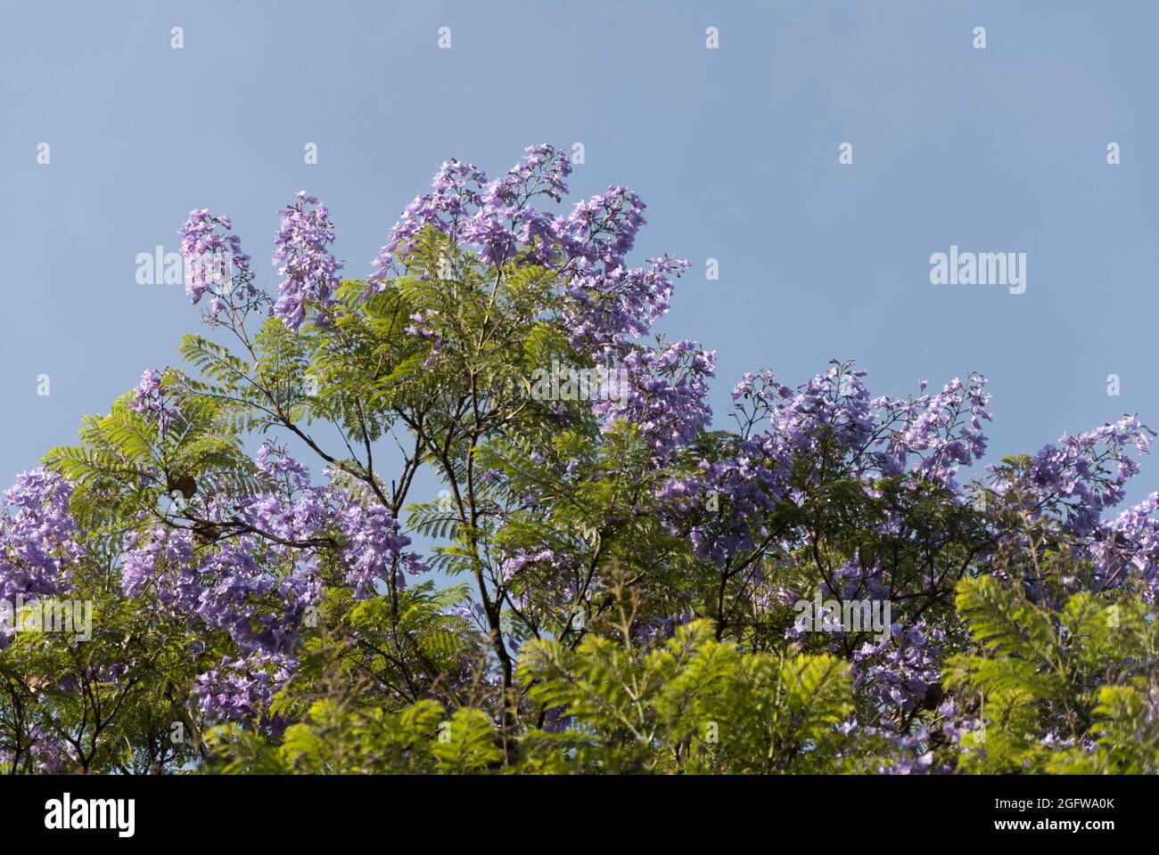 Flower Jacaranda in Guatemala, Jacaranda mimosifolia Stock Photo - Alamy