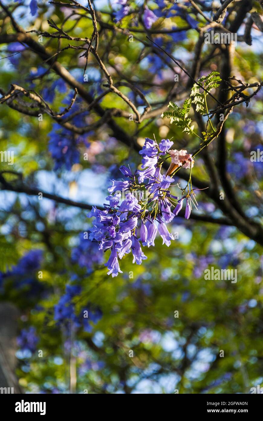Flower Jacaranda in Guatemala, Jacaranda mimosifolia Stock Photo - Alamy