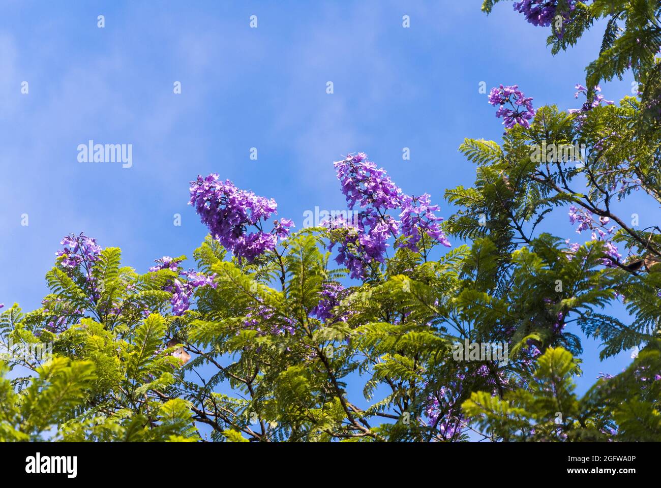 Flower Jacaranda in Guatemala, Jacaranda mimosifolia Stock Photo - Alamy