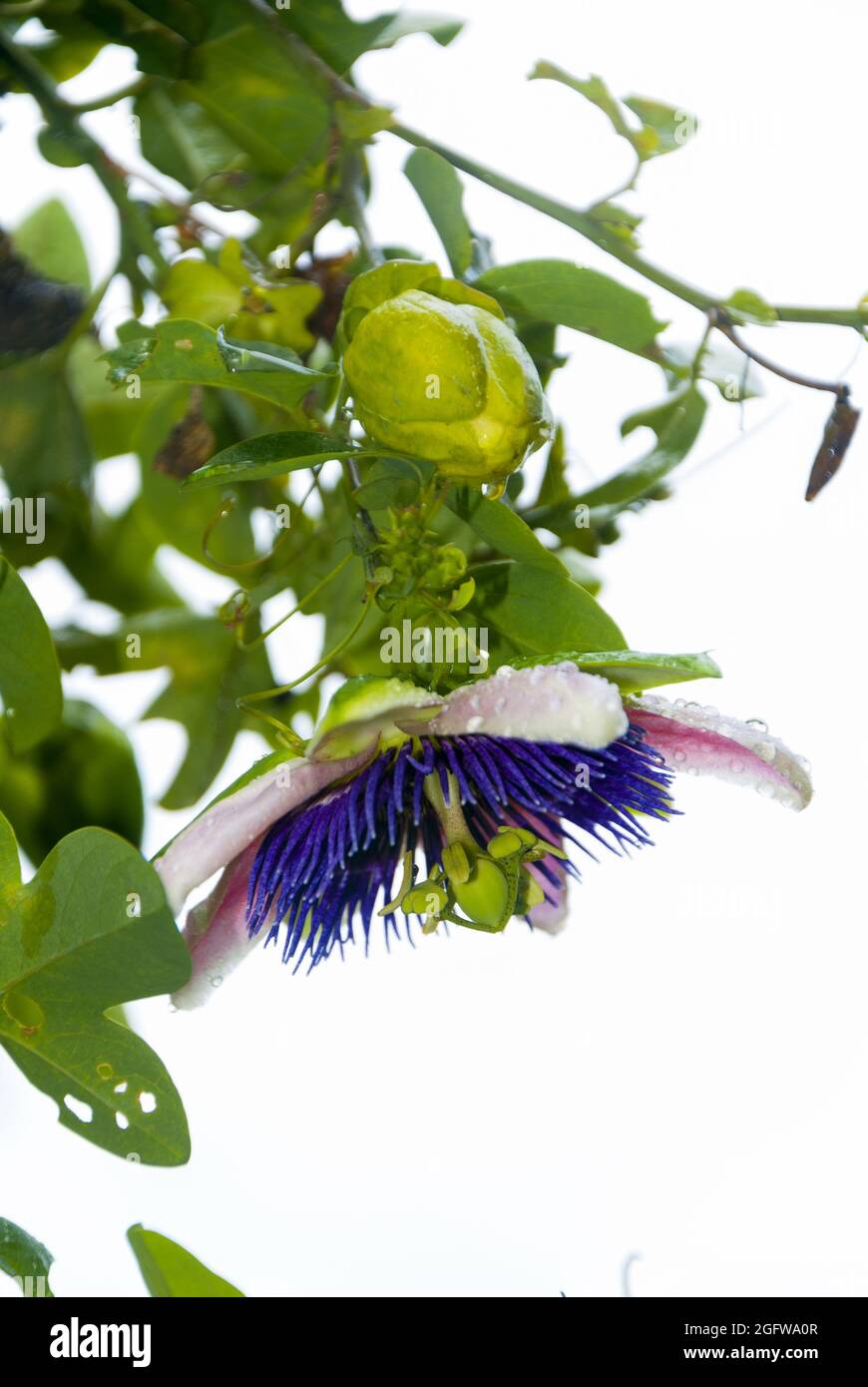 Passionflower blossom passiflora edulis hi-res stock photography and ...