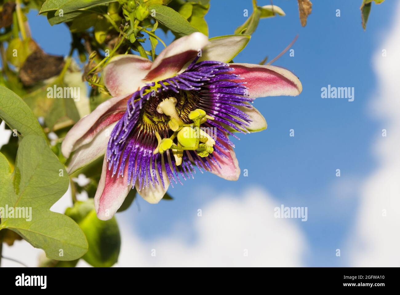 Passionflower blossom passiflora edulis hi-res stock photography and ...