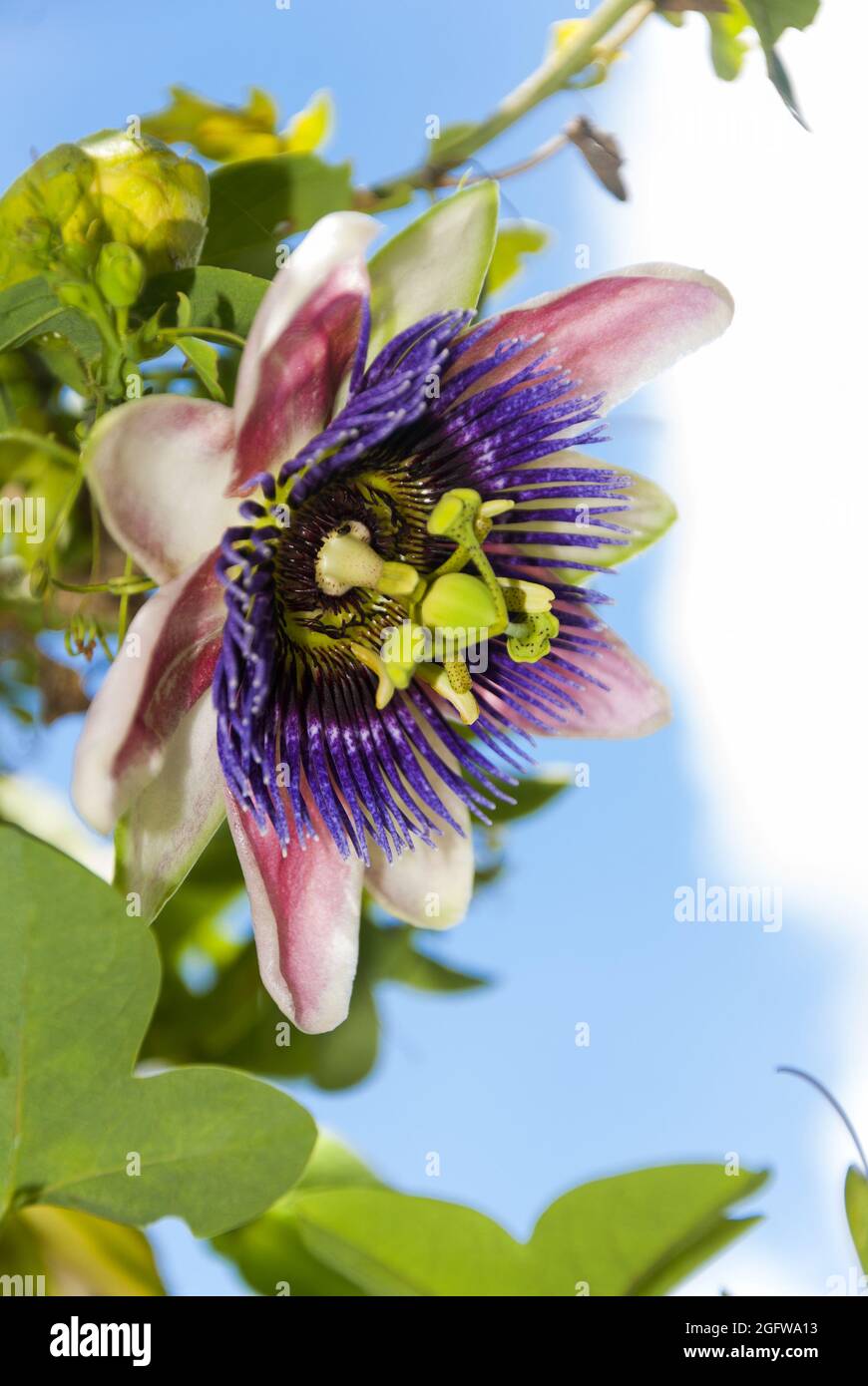 Passiflora edulis bloom isolated hi-res stock photography and images ...