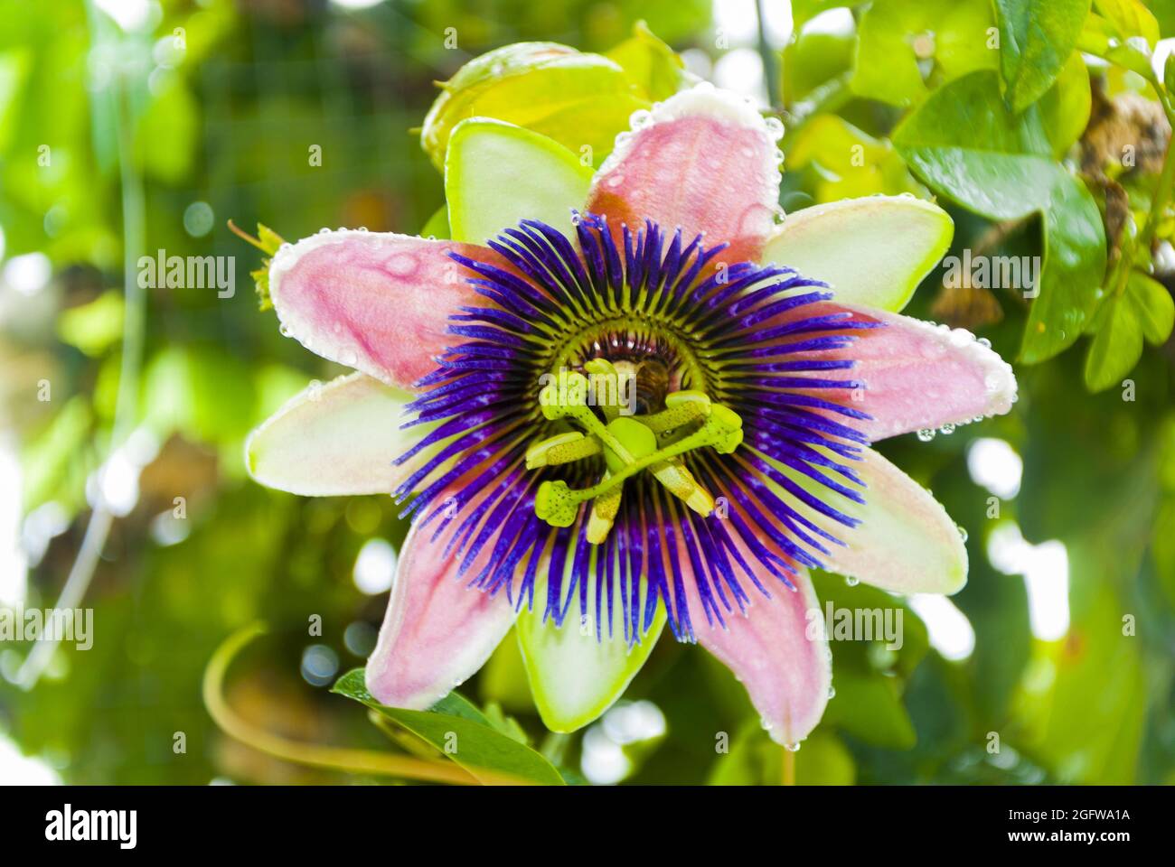 Passiflora edulis bloom isolated hi-res stock photography and images ...