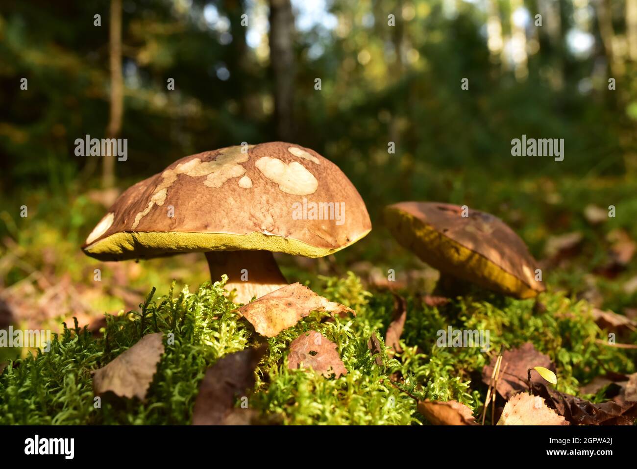 King Pine Bolete in moss at forest. White Mushroom Fungal Mycelium in ...