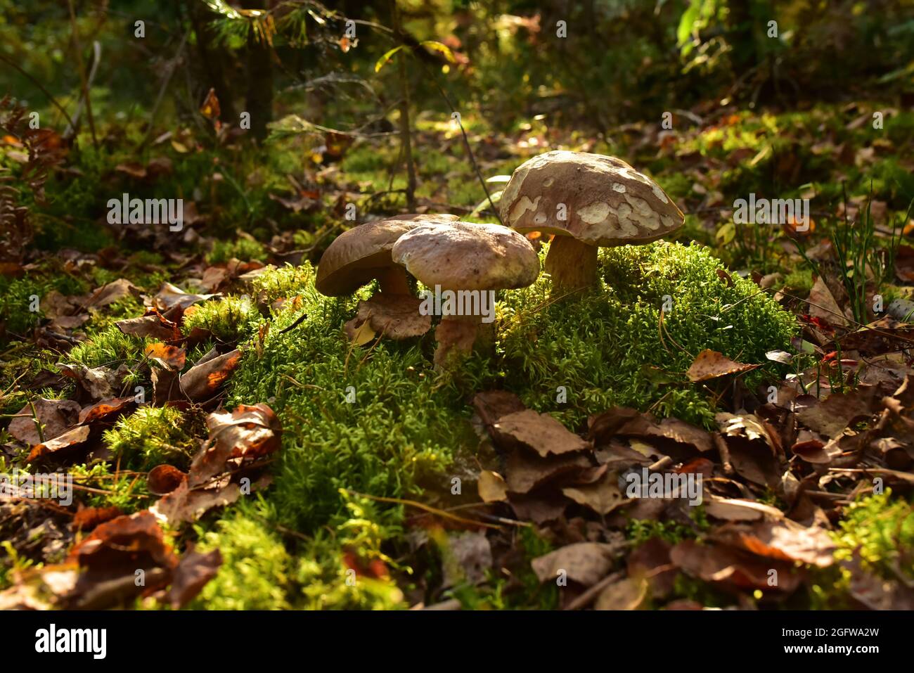 King Pine Bolete in moss at forest. White Mushroom Fungal Mycelium in ...