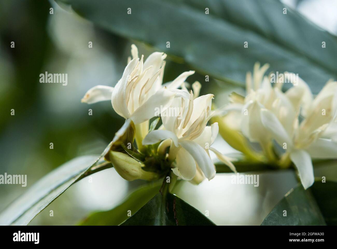 Coffee tree blossom with white color flower close up view Stock Photo ...
