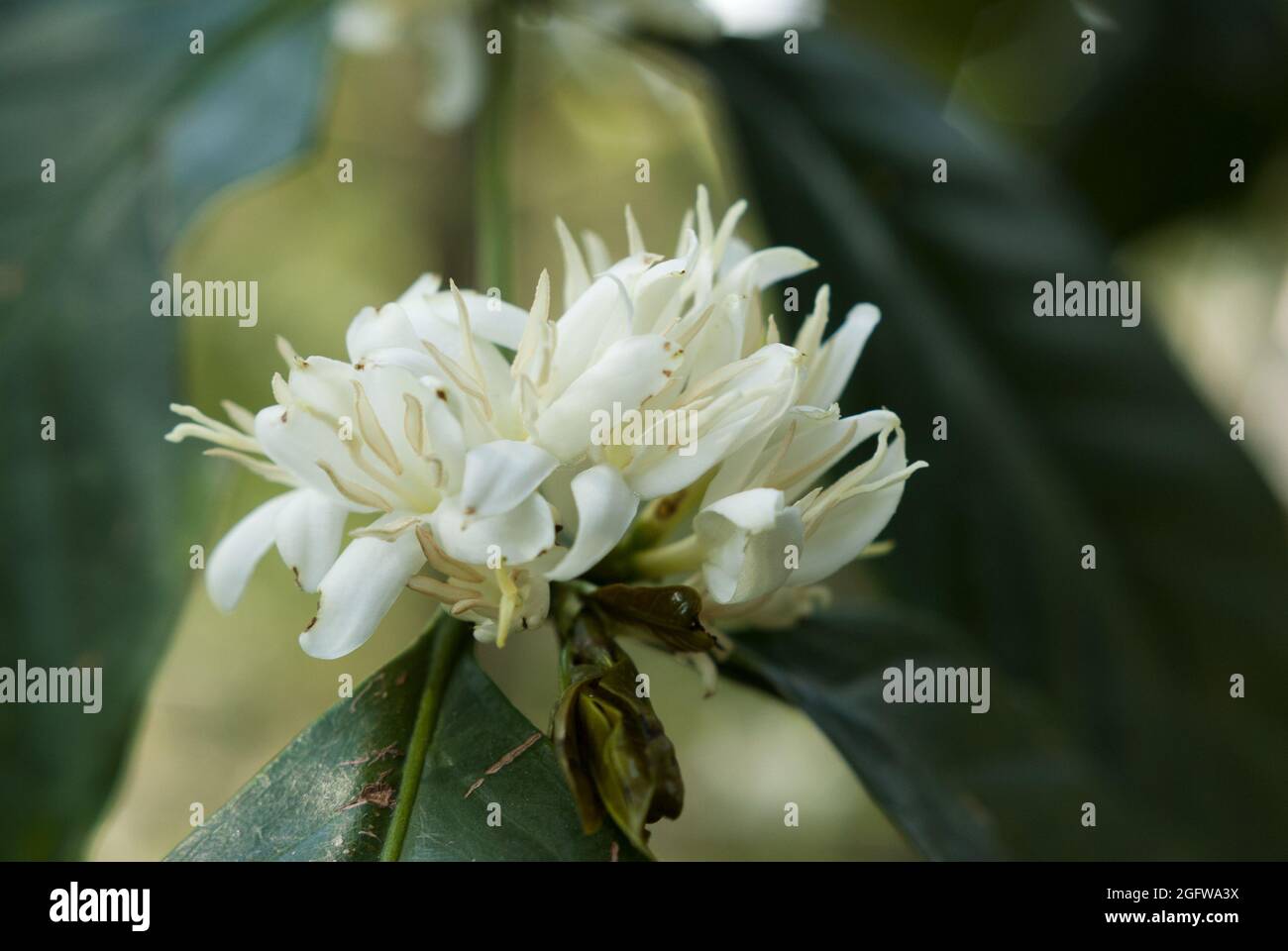 Coffee tree blossom with white color flower close up view Stock Photo ...