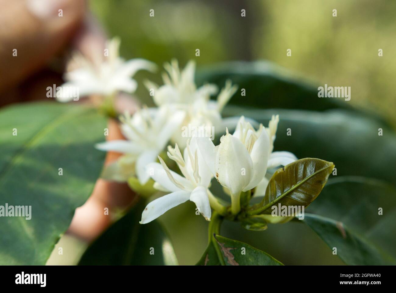 Coffee tree blossom with white color flower close up view Stock Photo ...