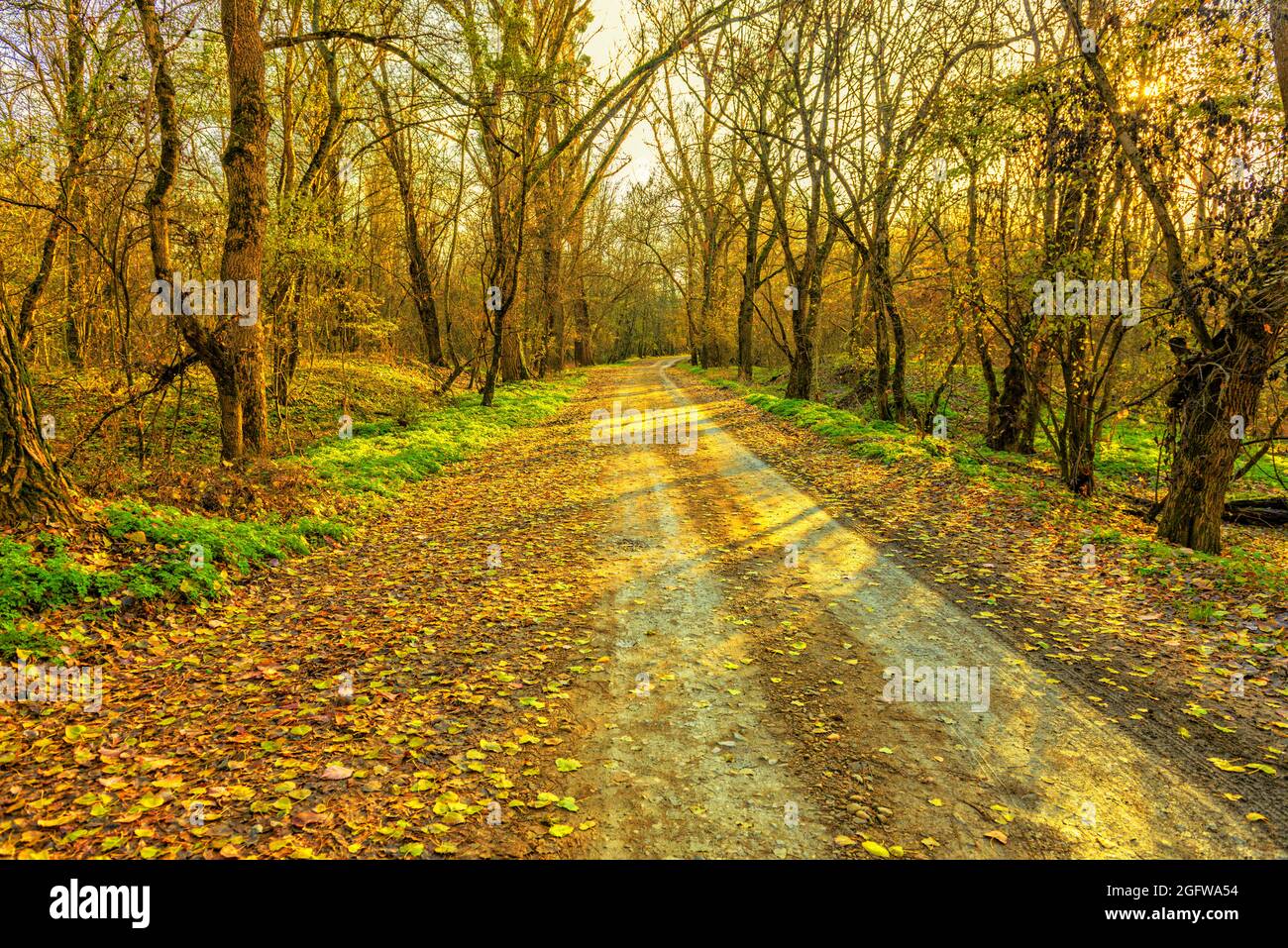 Forest without leaves hi-res stock photography and images - Alamy