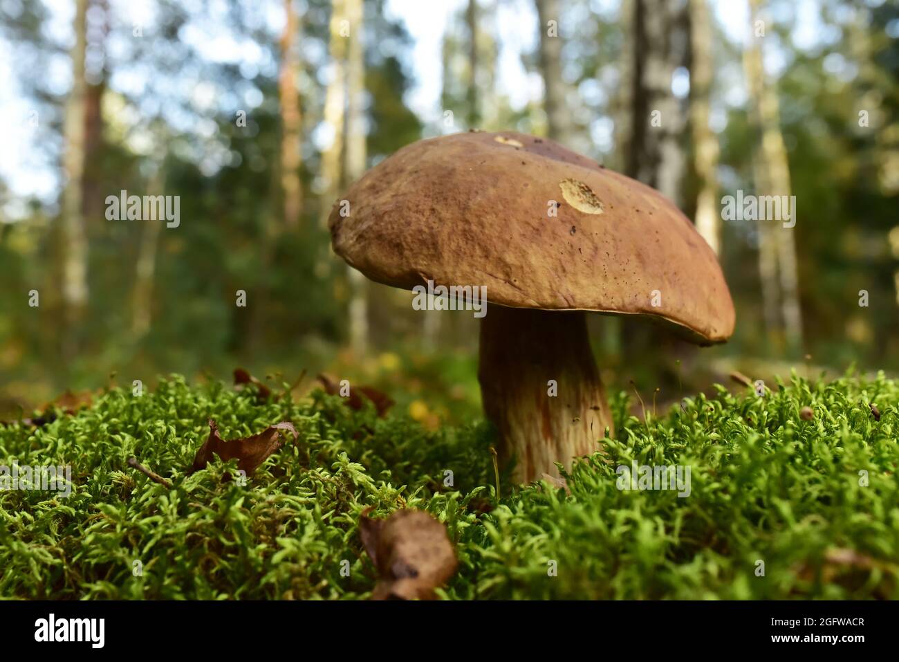 King Pine Bolete in moss at forest. White Mushroom Fungal Mycelium in ...