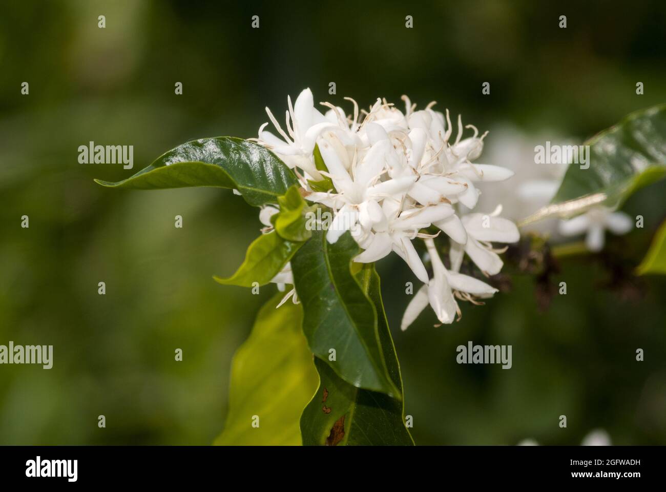 Coffee tree blossom with white color flower close up view Stock Photo ...