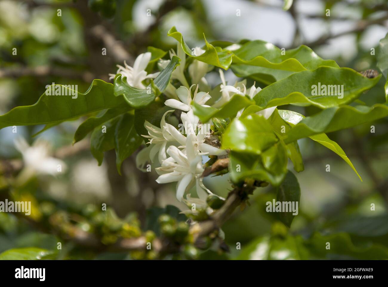 Coffee tree blossom with white color flower close up view Stock Photo ...