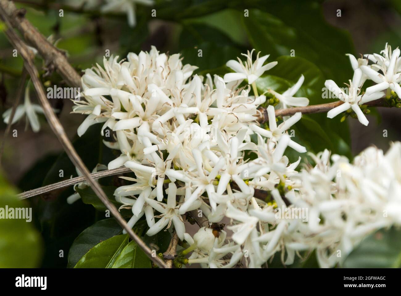 Coffee tree blossom with white color flower close up view. Coffea ...