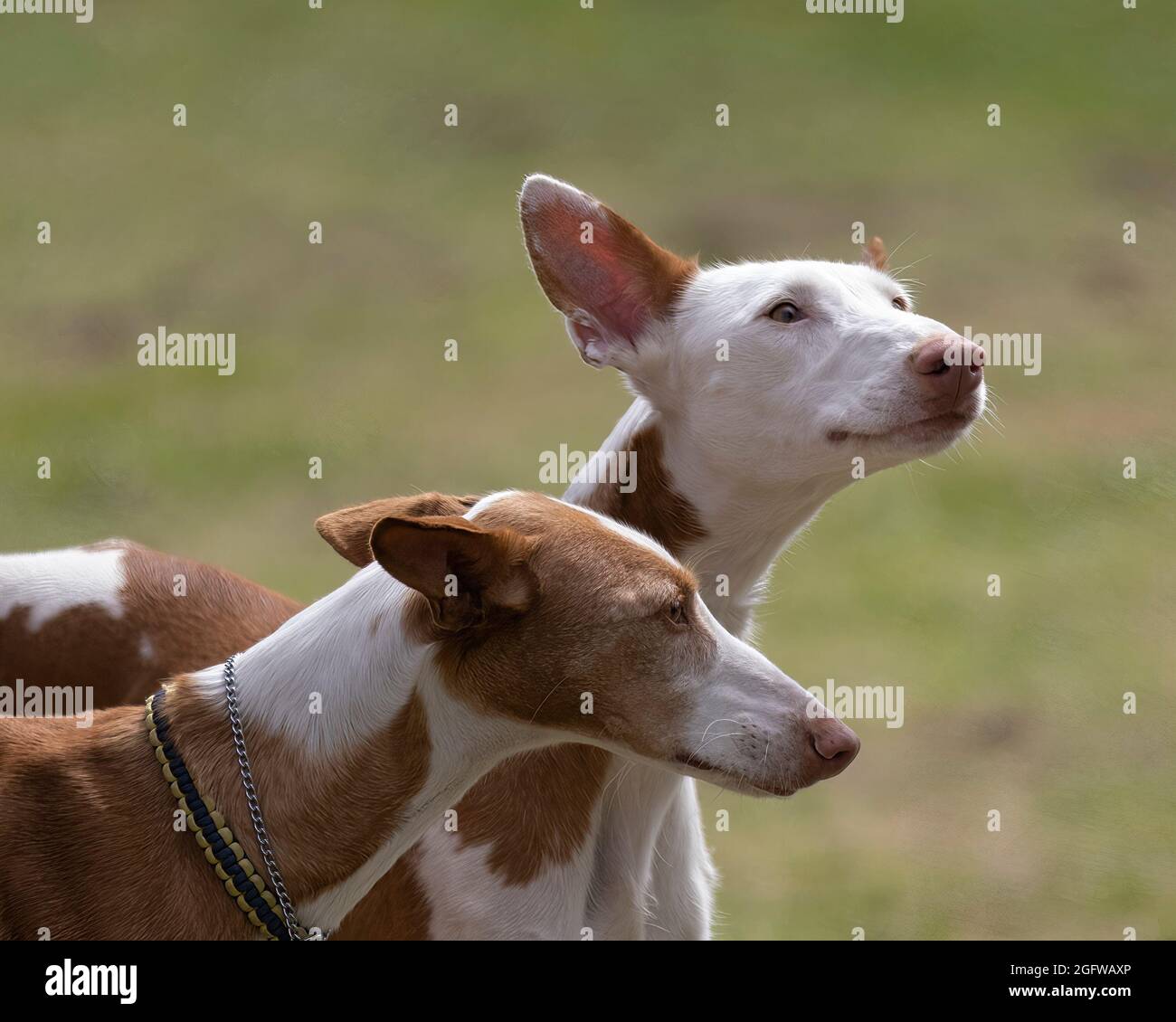 Ibizan hound hi-res stock photography and images - Alamy