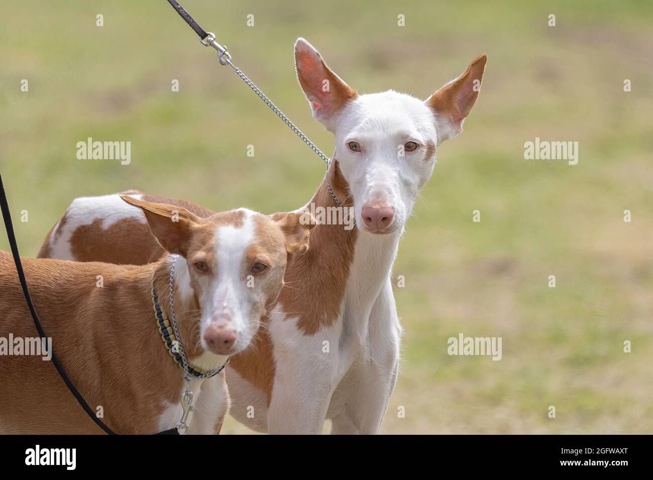 Ibizan hound hi-res stock photography and images - Alamy