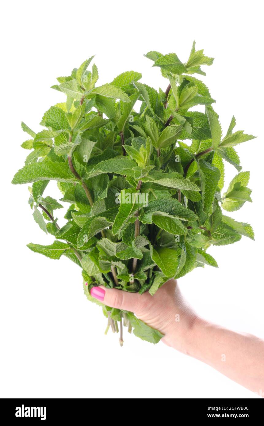 Hand holding a bunch of fresh mint, isolated on white Stock Photo - Alamy