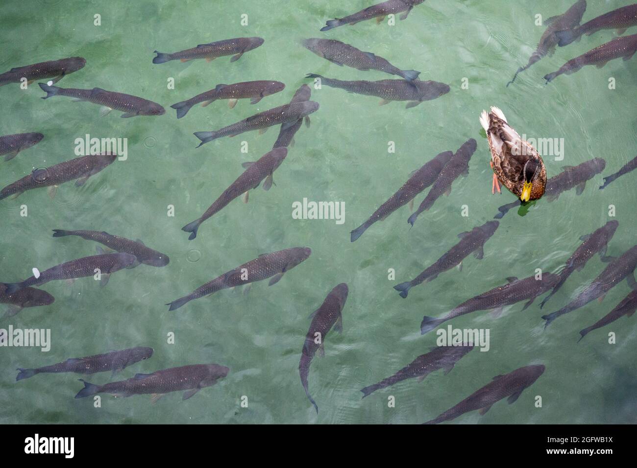 Sharks and small fish hi-res stock photography and images - Alamy