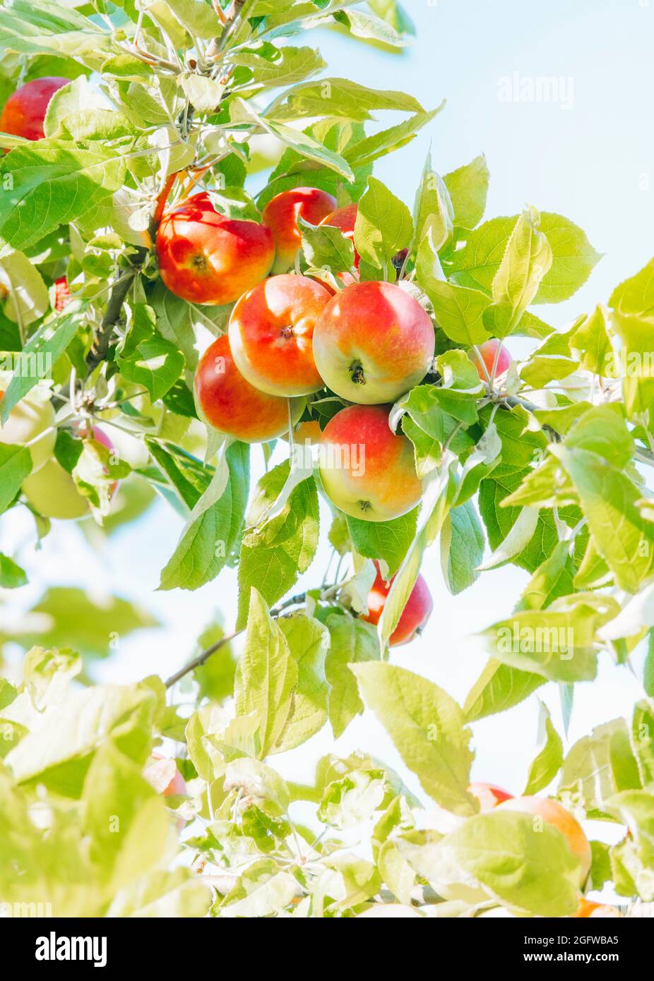 Apple fruit branch hi-res stock photography and images - Alamy