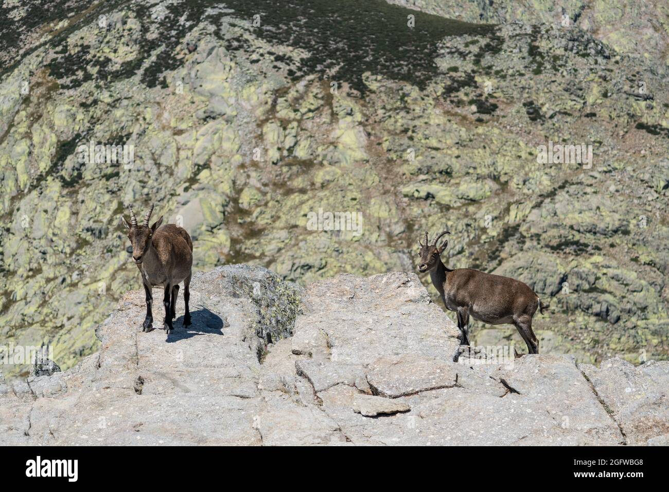 Mountain goat cliff dangerous hi-res stock photography and images - Alamy