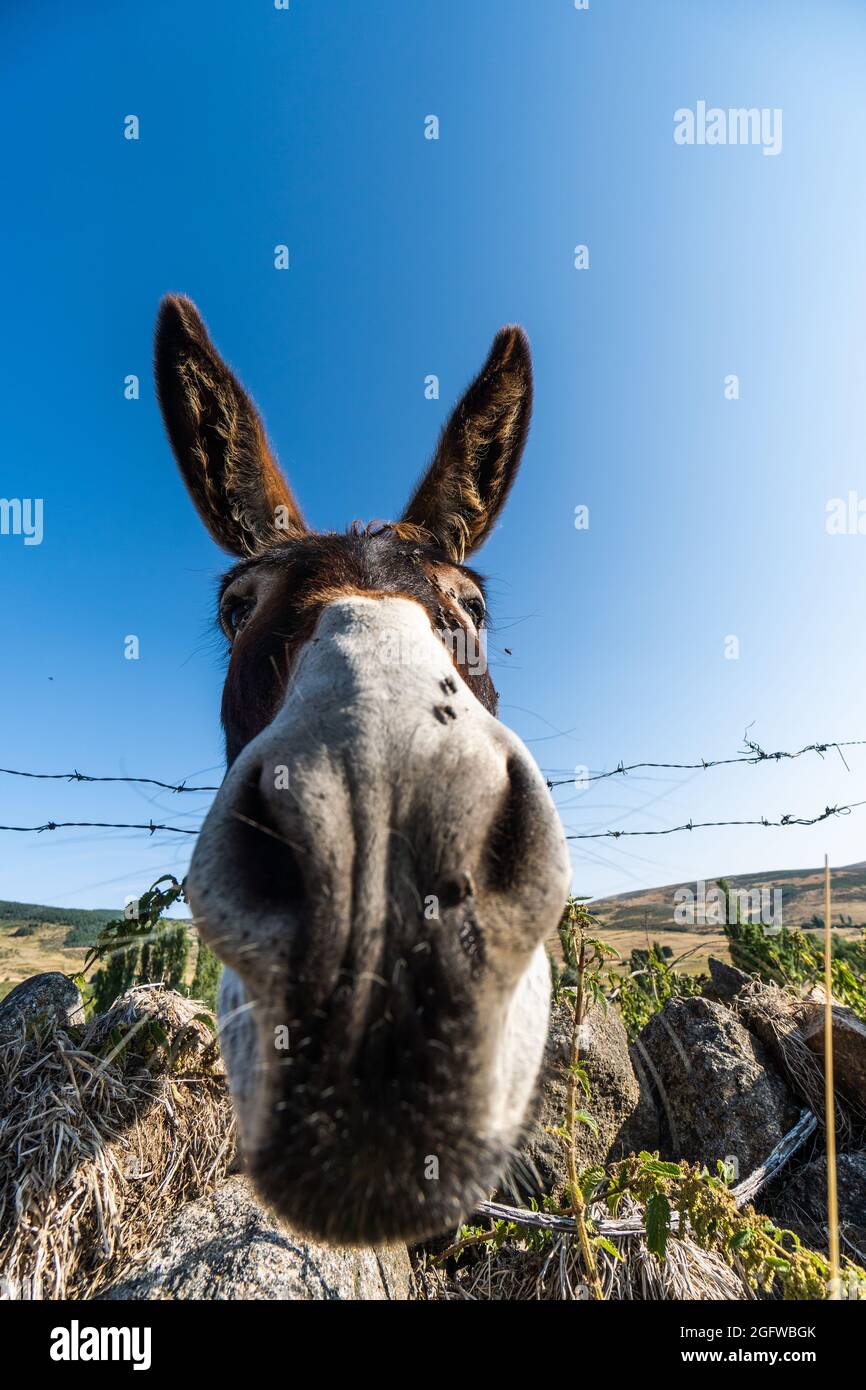 Closeup vertical shot of a donkey face in a deserted area Stock Photo ...