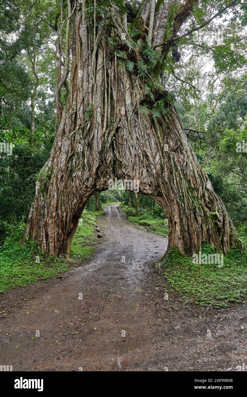 Fig Tree Arch, road throug a fig tree, Arusha National Park, Tanzania ...