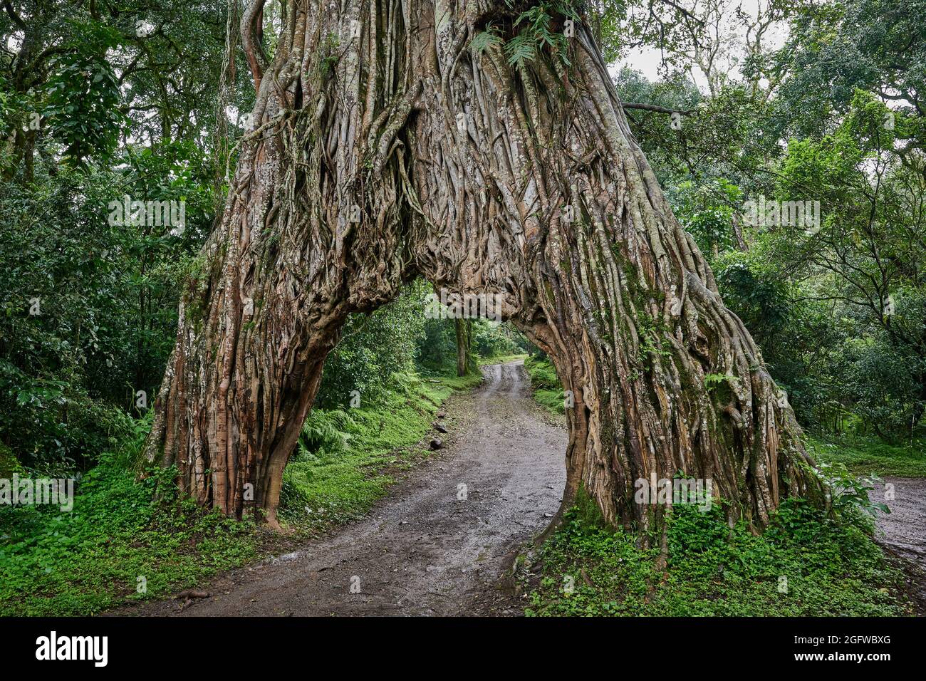 Baum bogen hi-res stock photography and images - Alamy