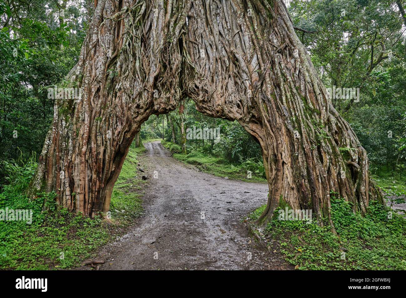 Fig tree arch hi-res stock photography and images - Alamy