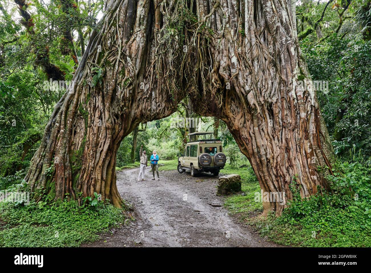 guide with tourist at Fig Tree Arch, road throug a fig tree, Arusha ...