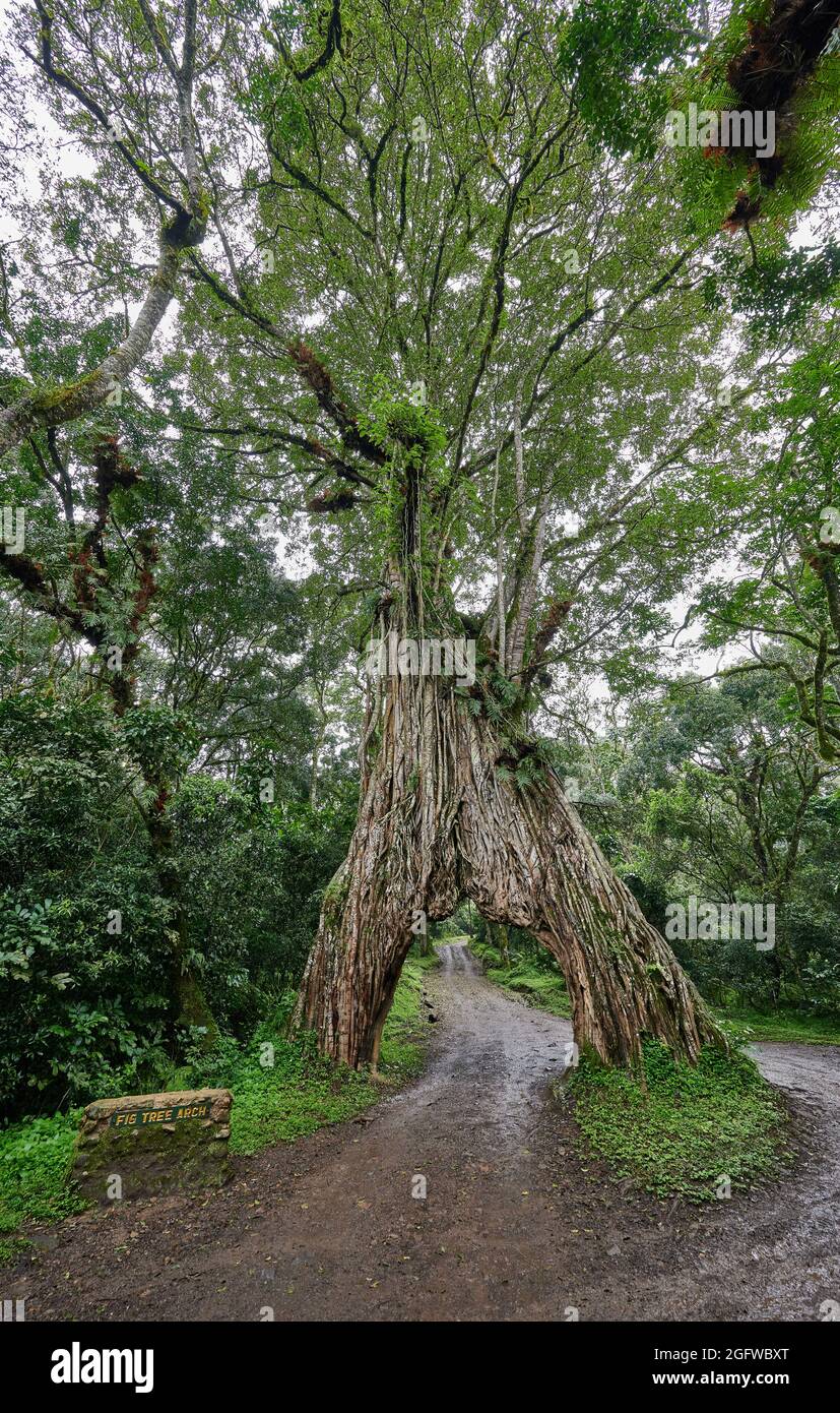 Fig tree arch hi-res stock photography and images - Alamy