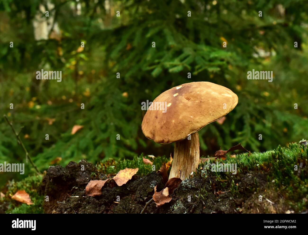King Pine Bolete in moss at forest. White Mushroom Fungal Mycelium in ...