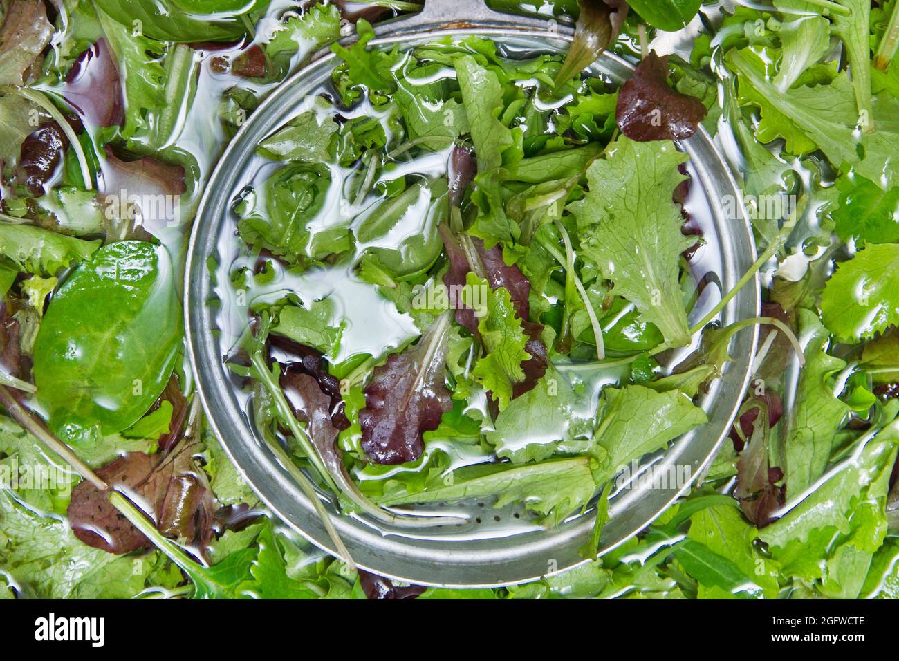 The washing salad in the kitchen sink Stock Photo - Alamy