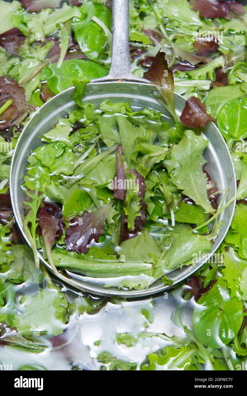 The washing salad in the kitchen sink Stock Photo - Alamy