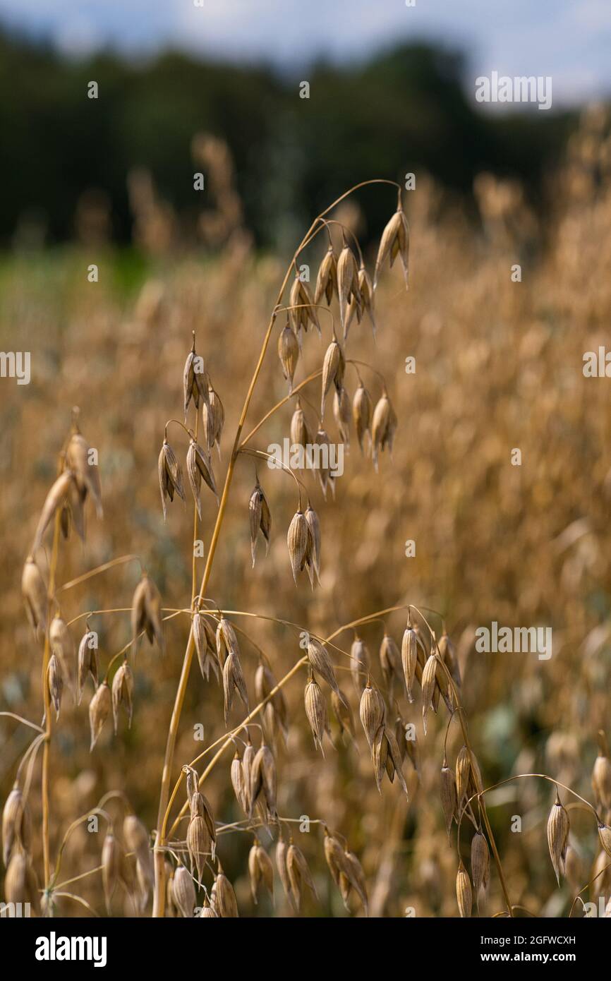 Vertical shot of spikelets of oats in golden cereal field before ...