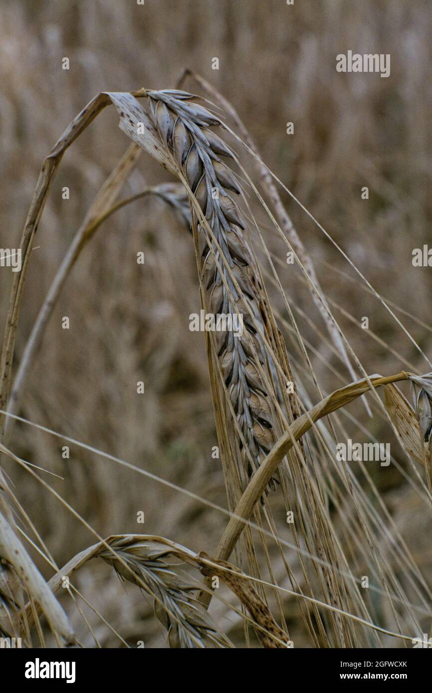 Wheat bowed hi-res stock photography and images - Alamy