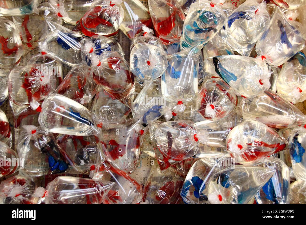 Close up of Betta fish or Siamese fighting fish in plastic bags Stock ...