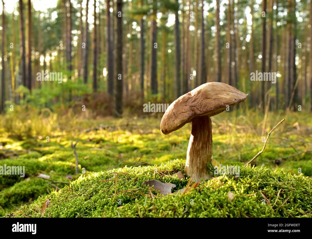King Pine Bolete in moss at forest. White Mushroom Fungal Mycelium in ...