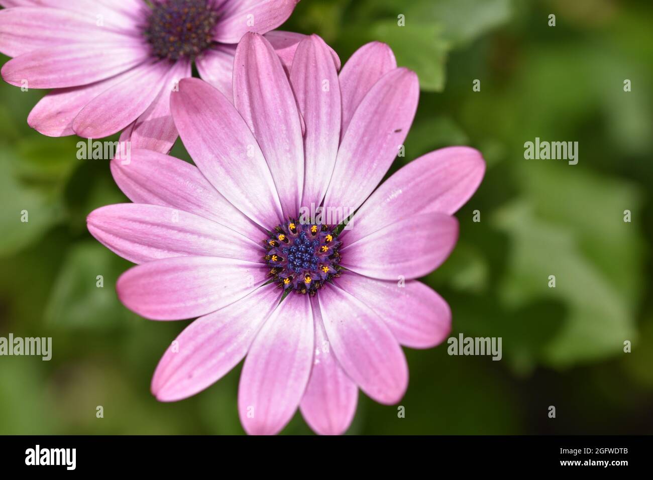A beautiful pinky/purple garden flower with a blurred out green ...