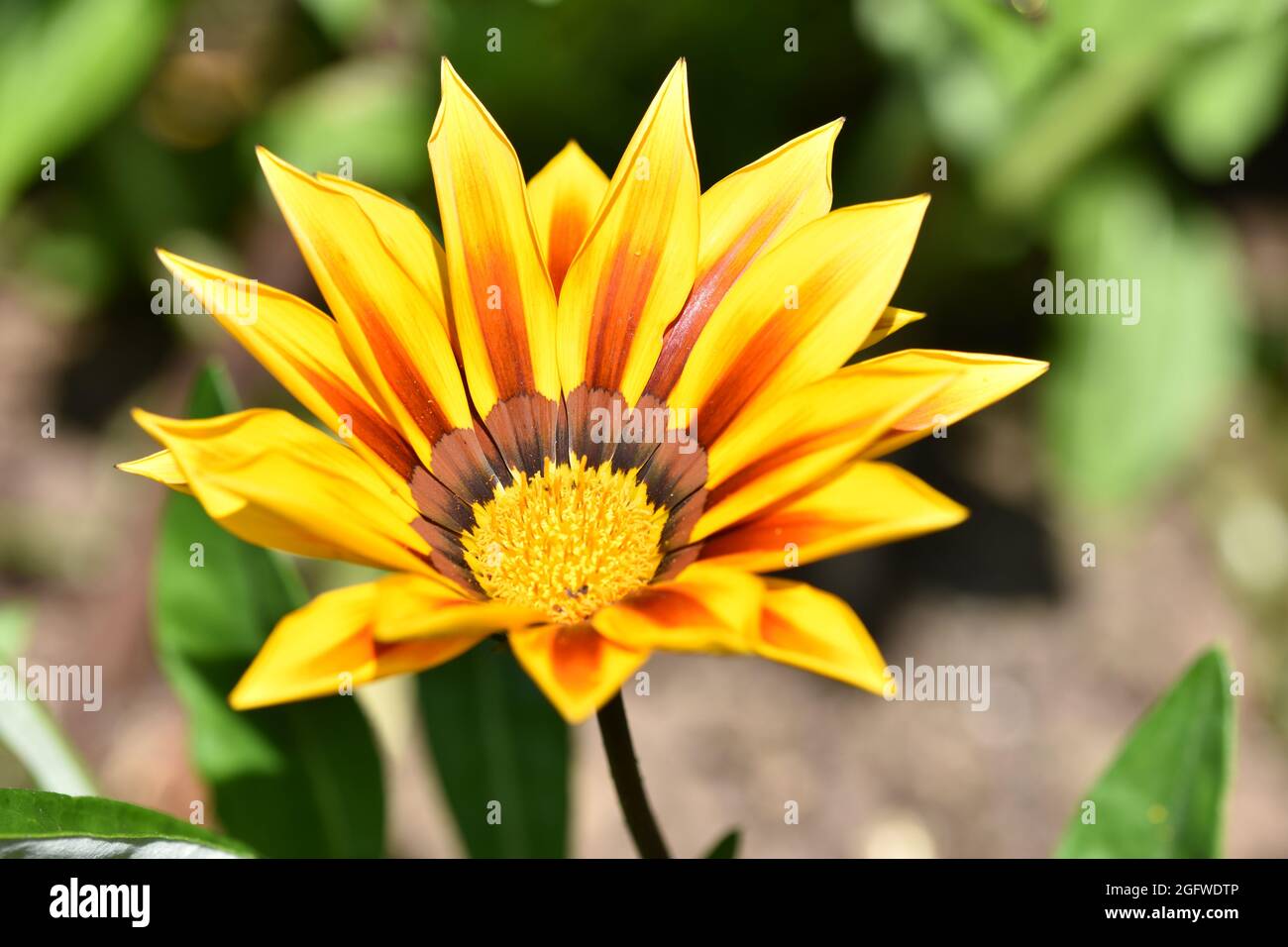 A beautiful close up macro picture of a yellow treasure flower (Gazania ...