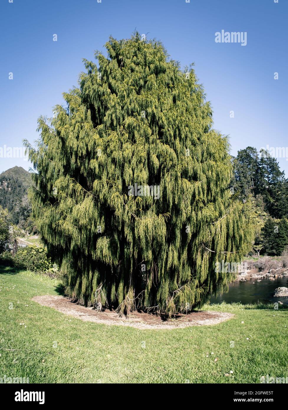 stand-alone cypress tree Stock Photo - Alamy