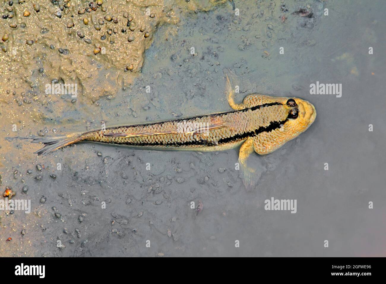 A giant mudskipper on mudflat Stock Photo - Alamy