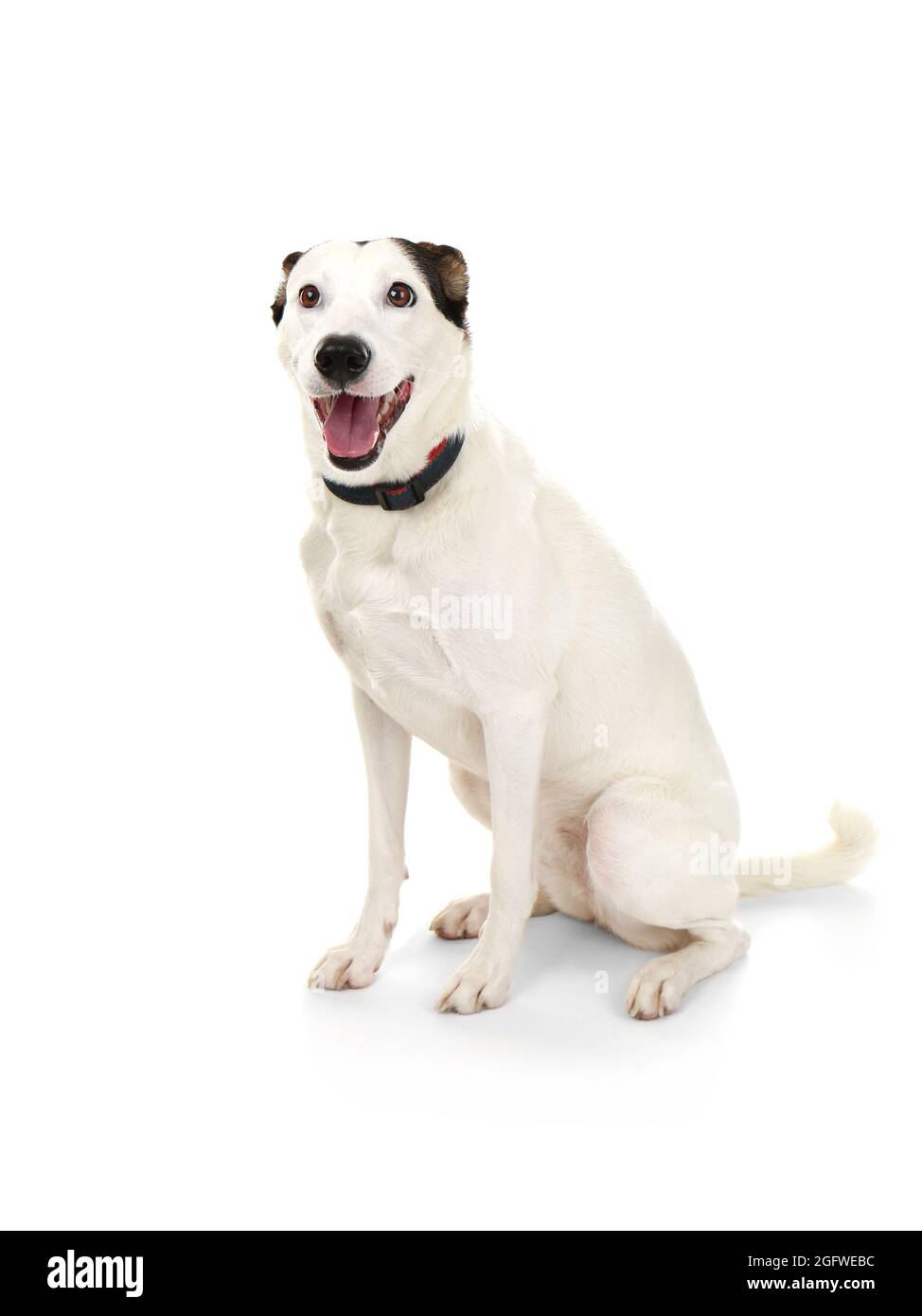 Funny Andalusian ratonero dog on white background Stock Photo - Alamy