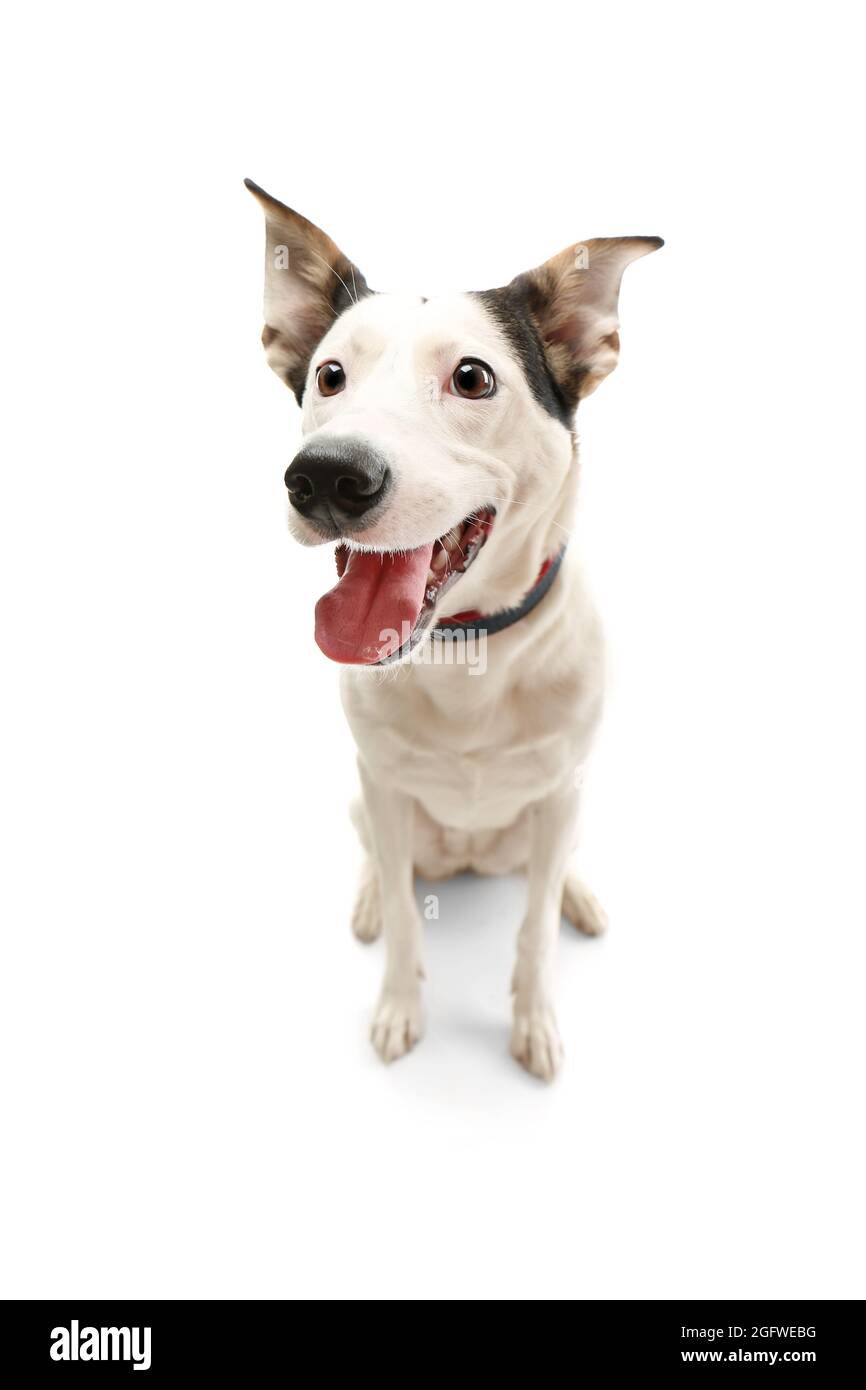 Funny Andalusian ratonero dog on white background Stock Photo - Alamy