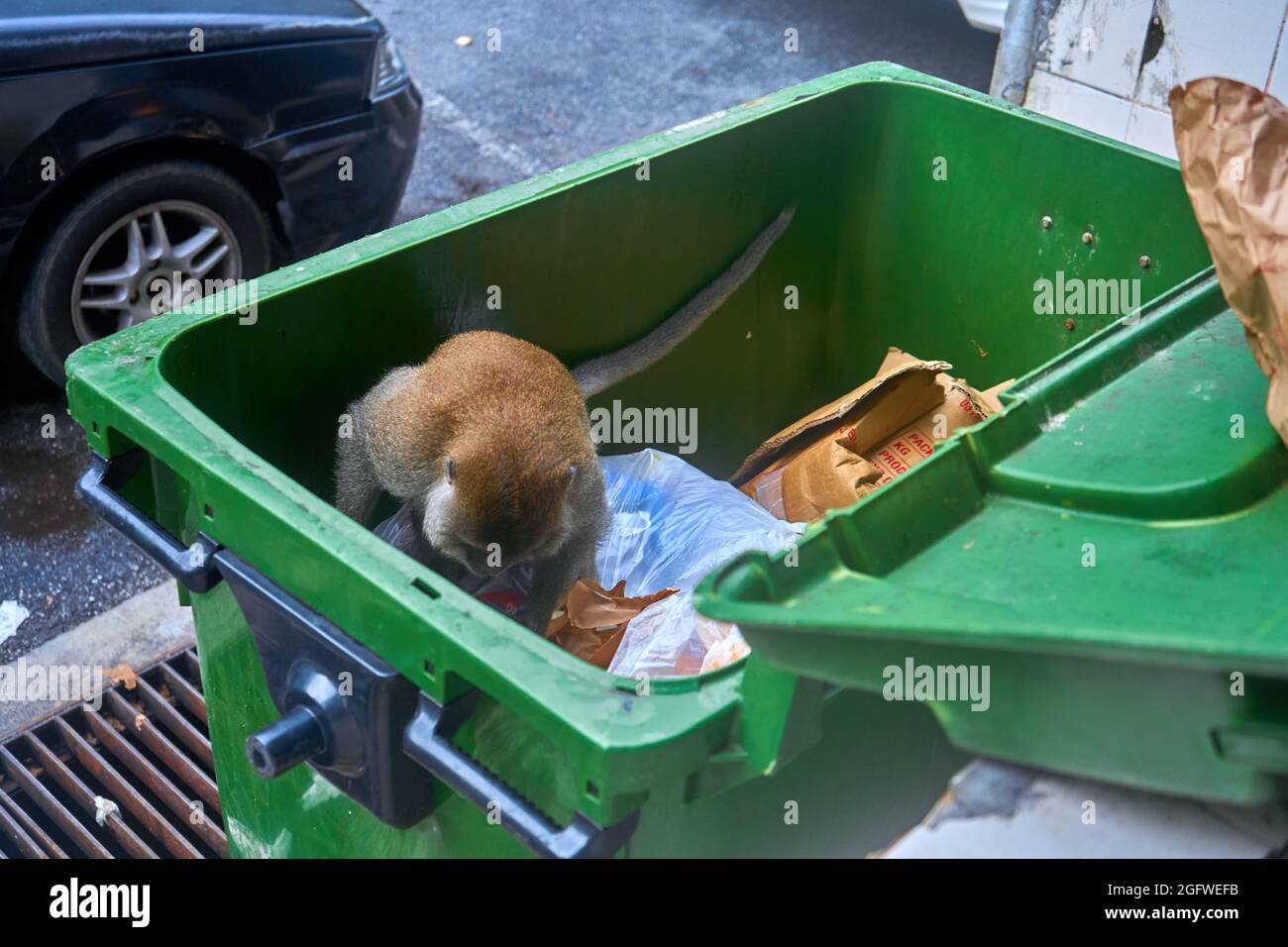 Monkey filmed hi-res stock photography and images - Alamy